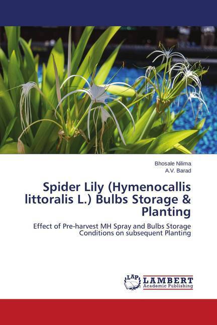 Spider Lily (Hymenocallis littoralis L.) Bulbs Storage & Planting ...